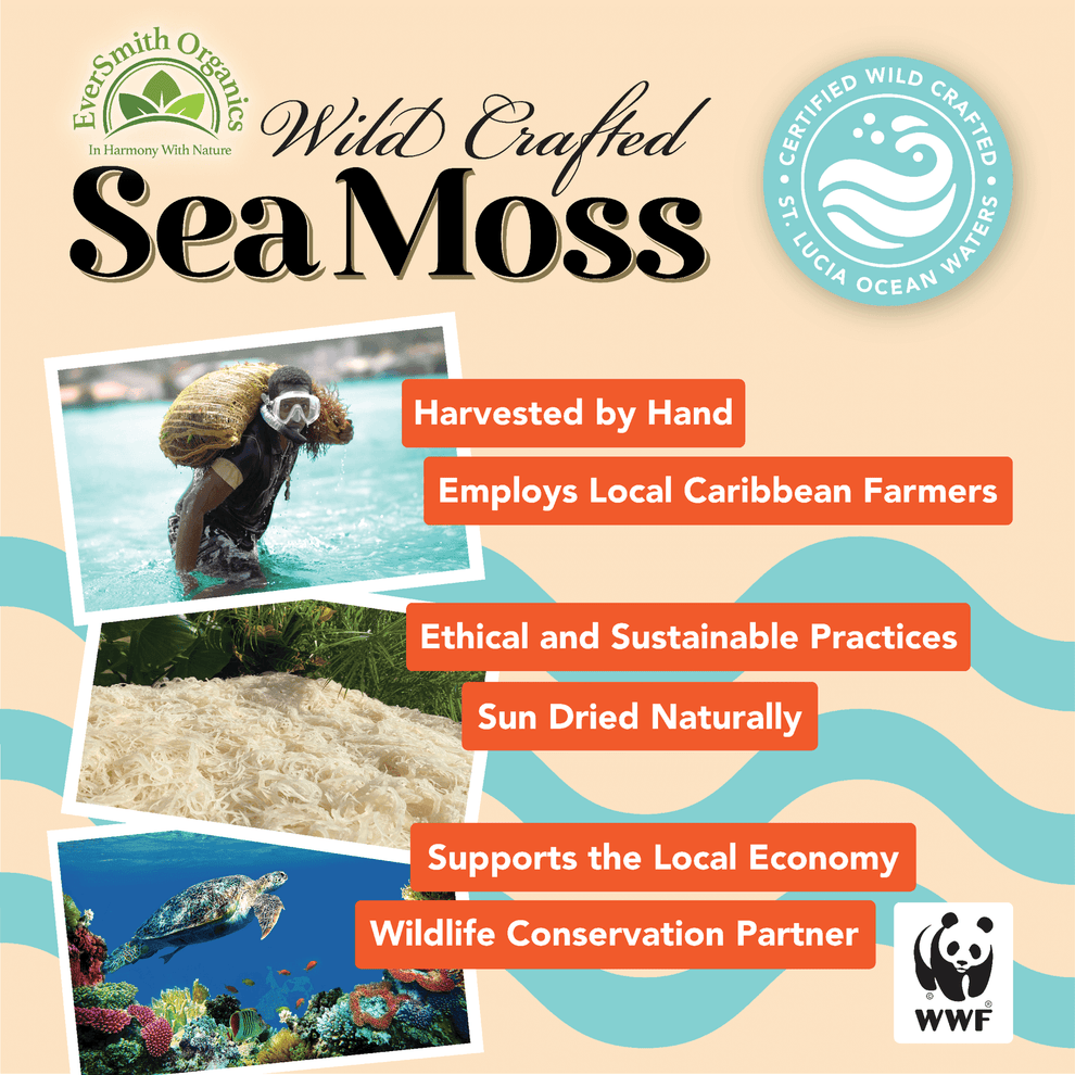 Wildcrafted Sea Moss | Golden Sea Moss Gel | EverSmith Organics | Raw ...